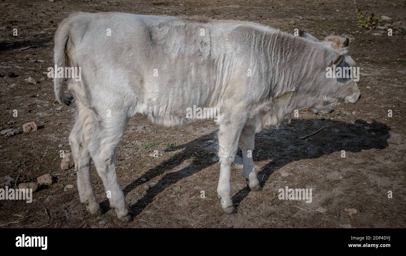 White horned bull close-up, horned cow Stock Photo - Alamy