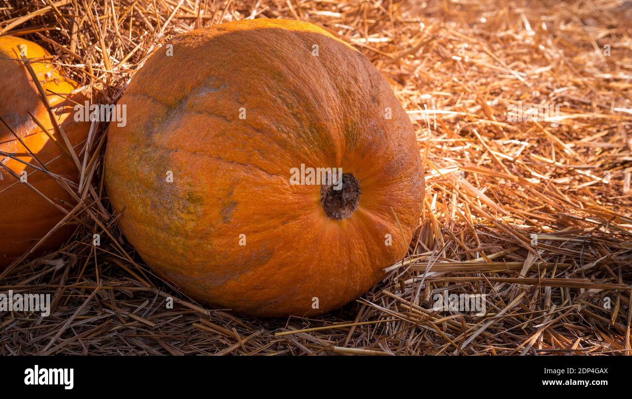 A lot of pumpkins in the hay,agriculture,pumpkin close-up Stock Photo ...