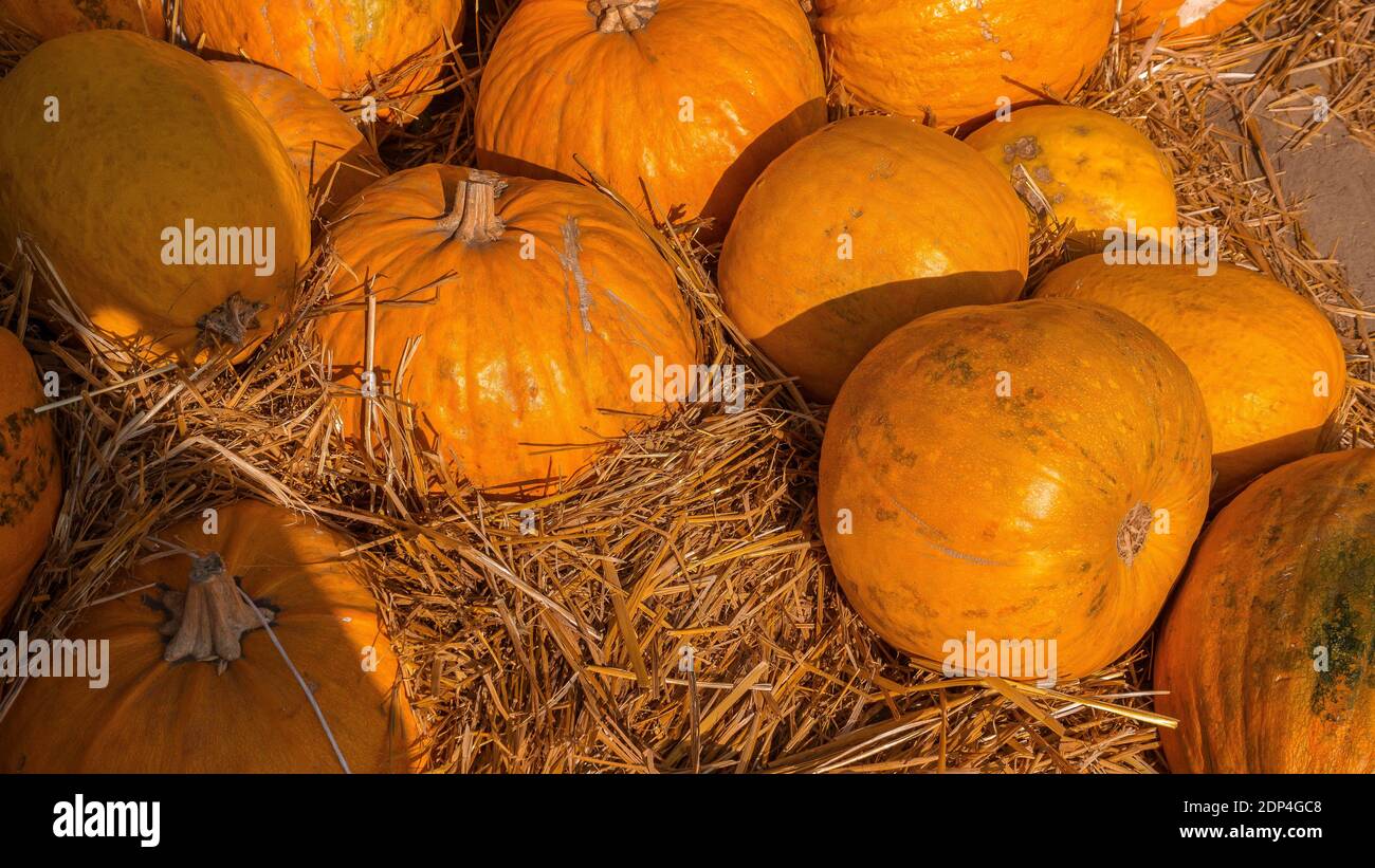 A lot of pumpkins in the hay,agriculture,pumpkin close-up Stock Photo ...