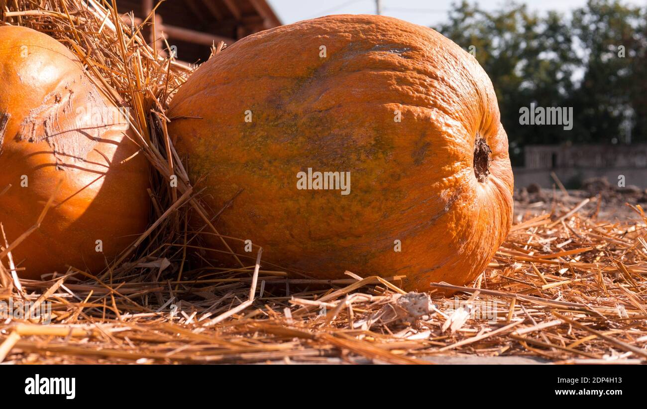 Lot of pumpkins hi-res stock photography and images - Alamy