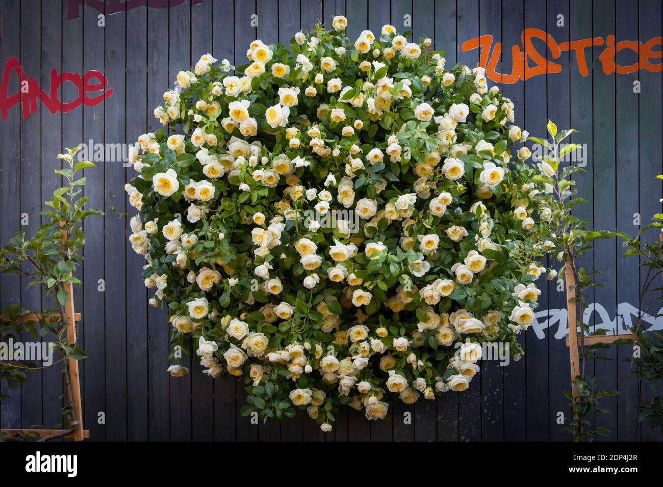View of the Amnesty International Rose by G Delbard during the Jardins ...