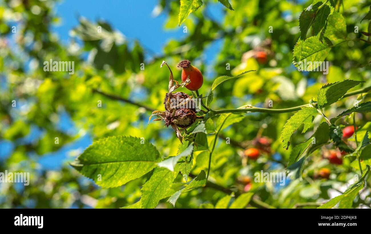 Rose hips growing tree close up hi-res stock photography and images - Alamy