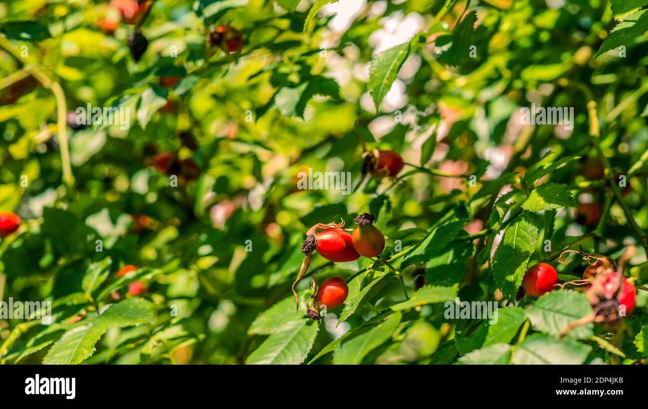 Rose hips growing tree close up hi-res stock photography and images - Alamy