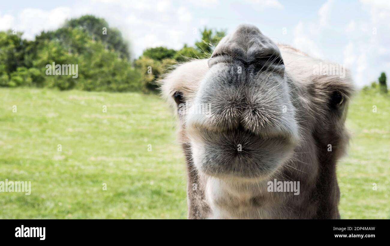 Camel's head close-up,a beautiful animal looks into the camera in the ...