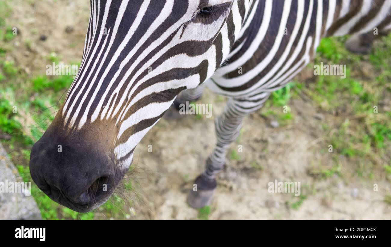 Cartoon african animal wallpaper hi-res stock photography and images ...