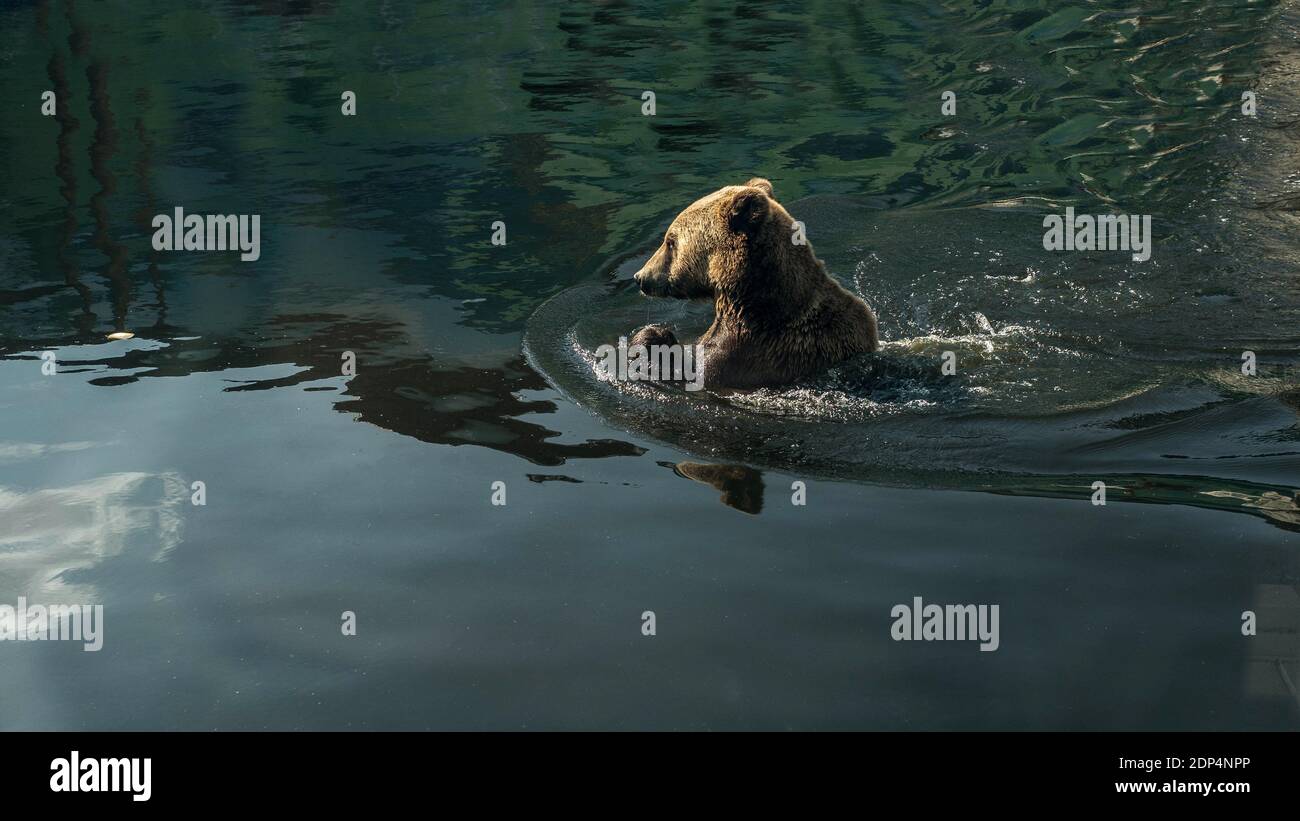 The bear swims in the water and catches fish,the brown bear in the wild ...