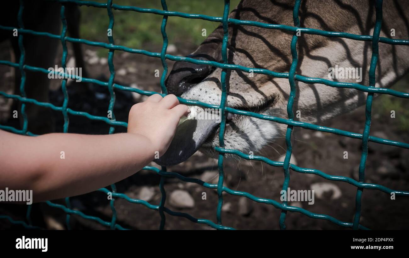 A little boy feeds a wild animal from his hands,give food to the animal ...