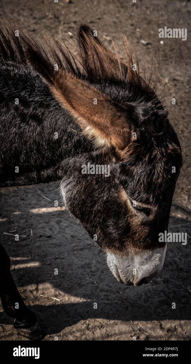 Sad looking donkey hi-res stock photography and images - Alamy