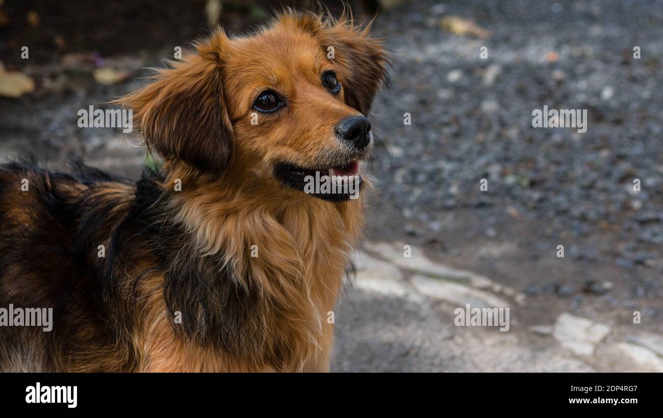 Chow Chow Cocker Spaniel Mix