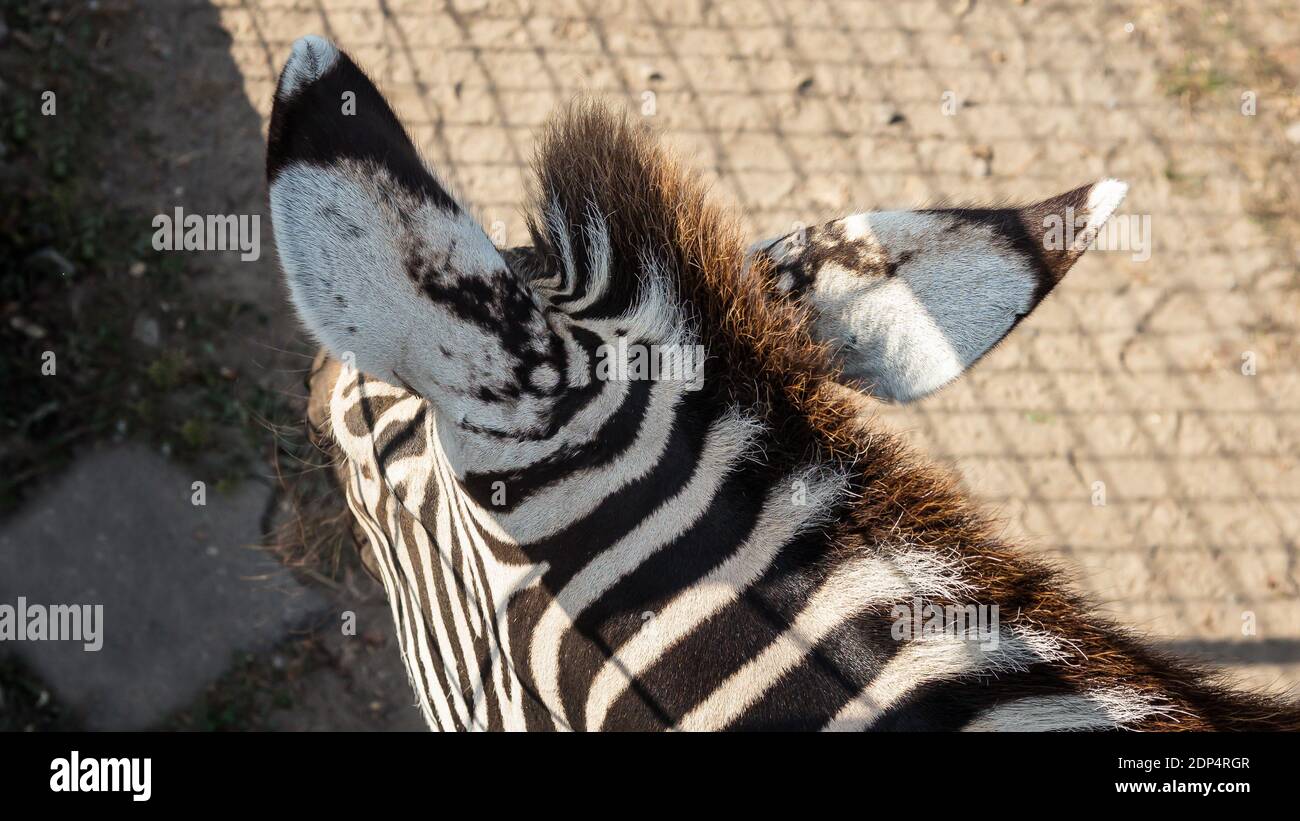 Zebra head close up rear top view Stock Photo - Alamy