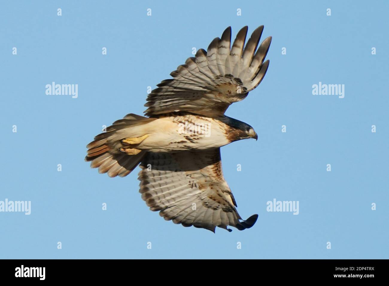 Red Tailed Hawk in the bright winter sun Stock Photo - Alamy