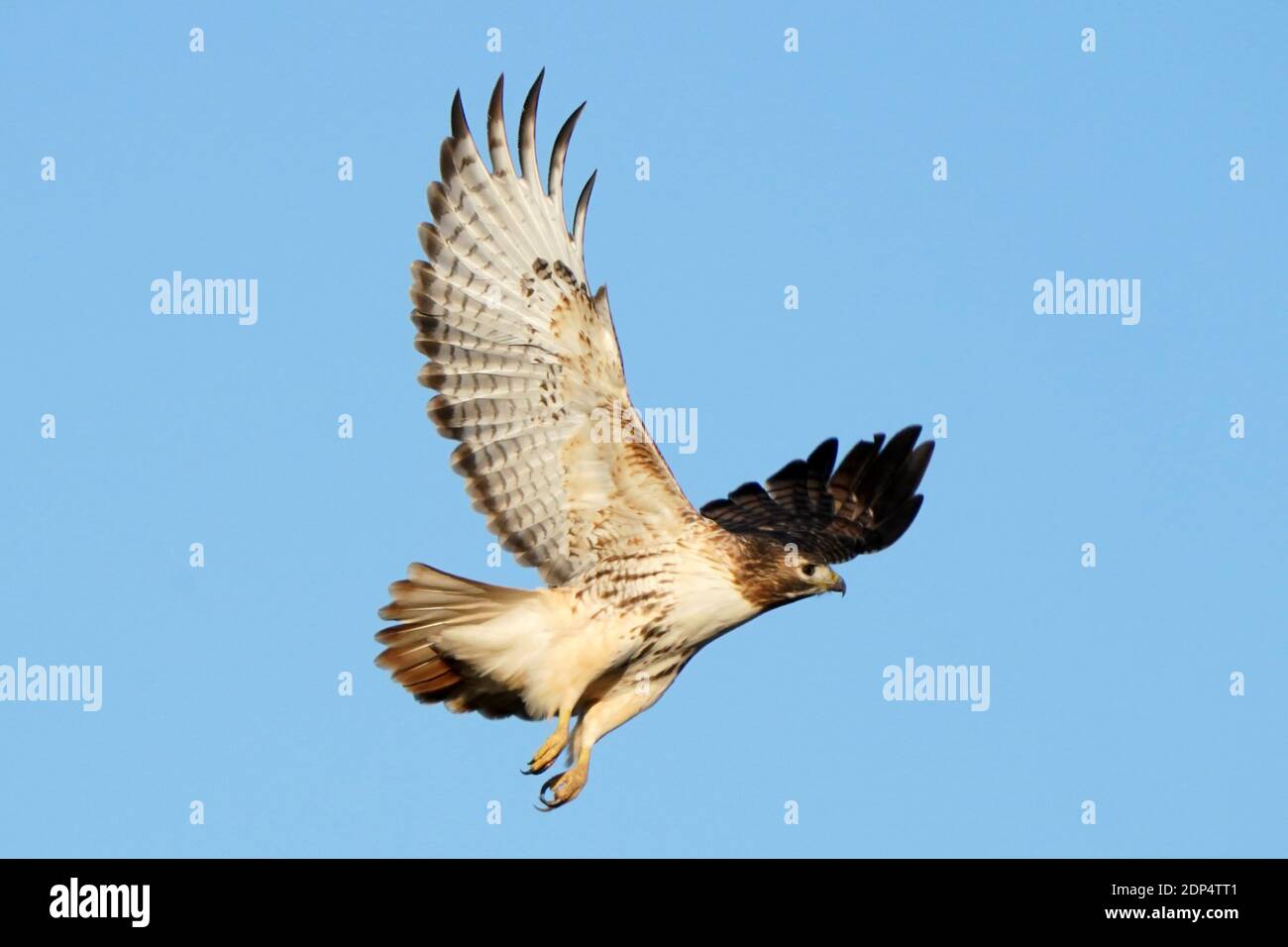 Red Tailed Hawk in the bright winter sun Stock Photo - Alamy