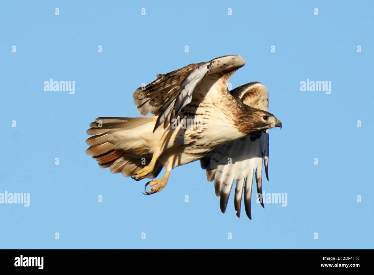 Red Tailed Hawk in the bright winter sun Stock Photo - Alamy