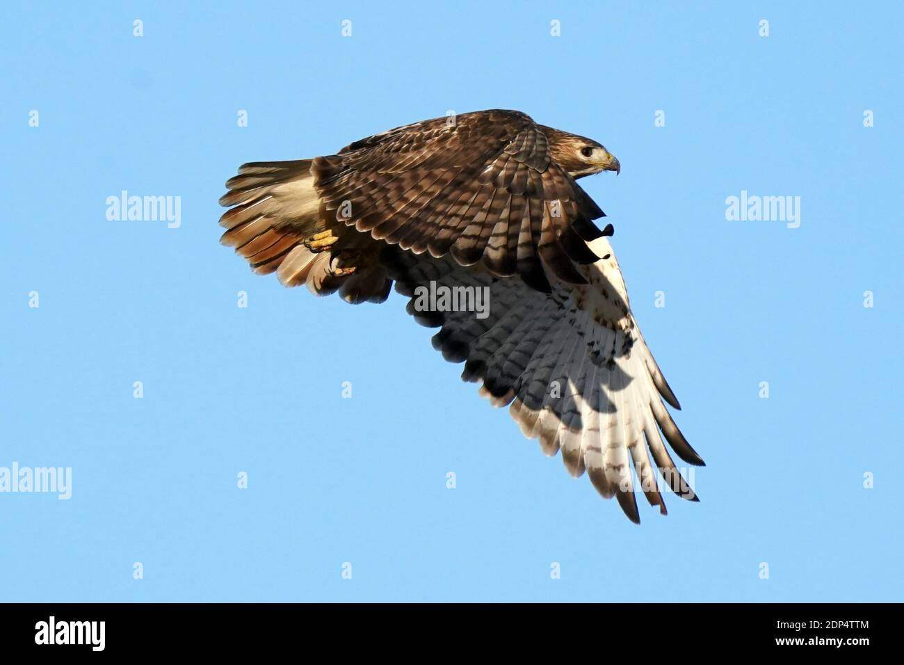 Red Tailed Hawk in the bright winter sun Stock Photo - Alamy