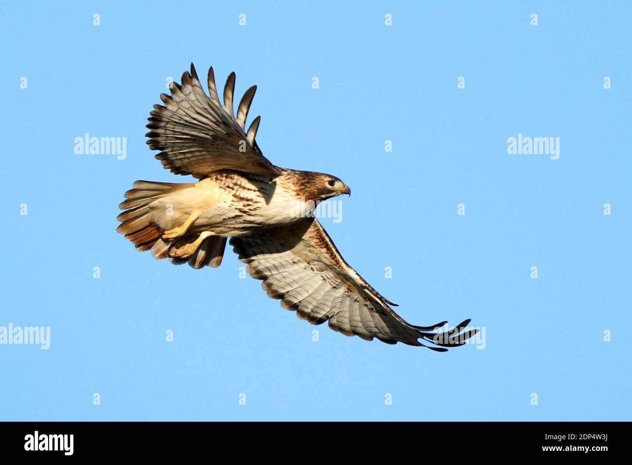 Red Tailed Hawk in the bright winter sun Stock Photo - Alamy