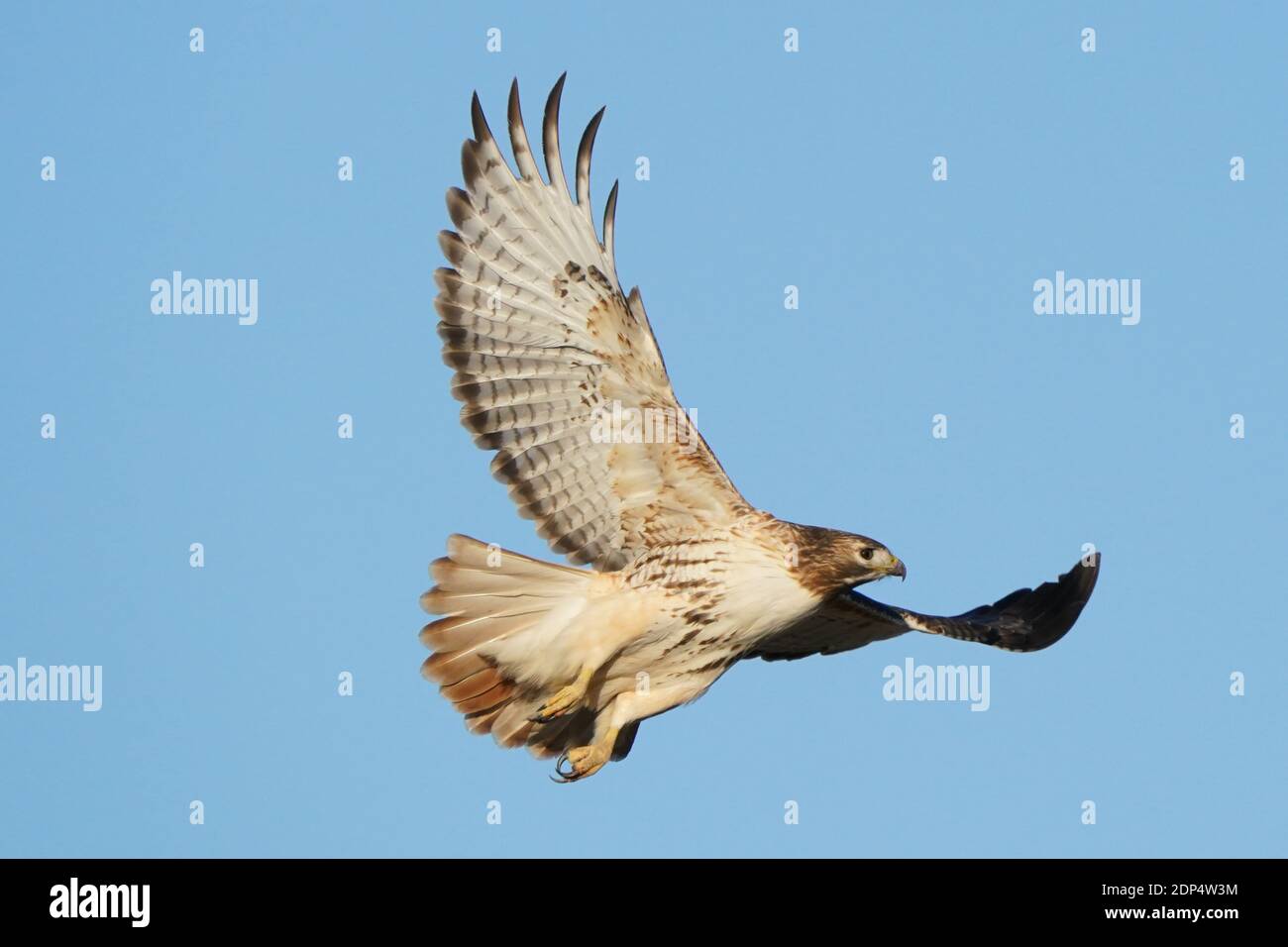 Red Tailed Hawk in the bright winter sun Stock Photo - Alamy