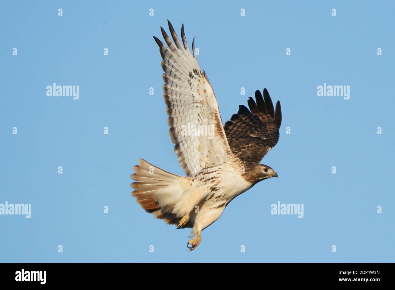 Red Tailed Hawk in the bright winter sun Stock Photo - Alamy