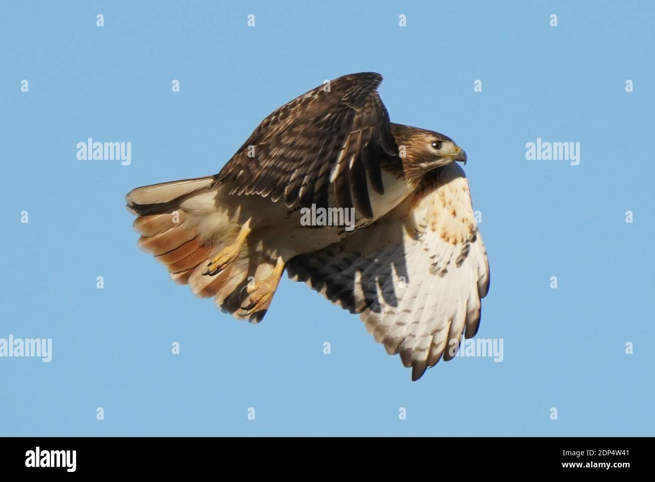 Red Tailed Hawk in the bright winter sun Stock Photo - Alamy