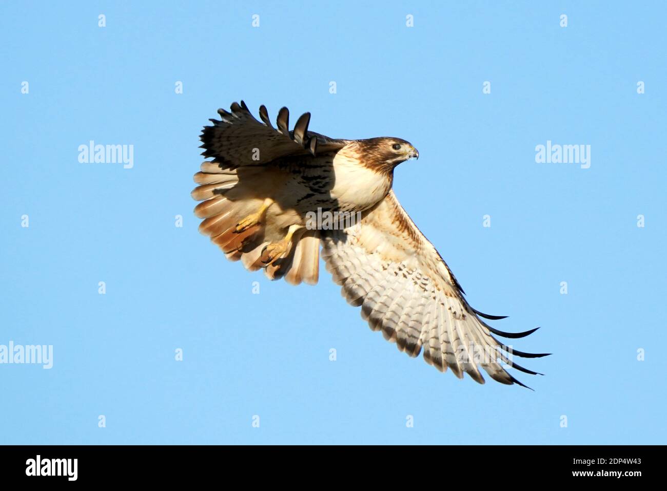 Red Tailed Hawk in the bright winter sun Stock Photo - Alamy