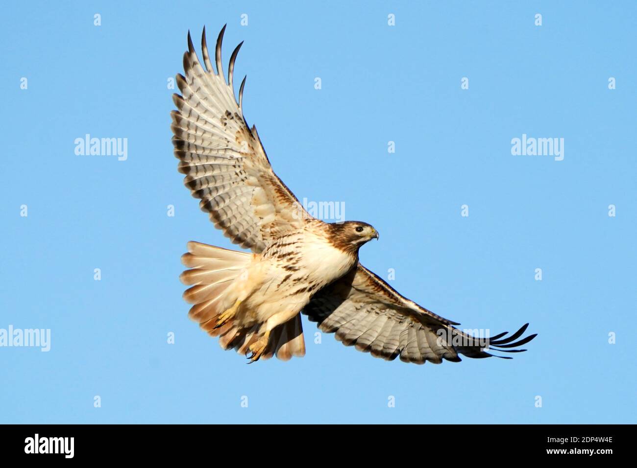 Red Tailed Hawk in the bright winter sun Stock Photo - Alamy