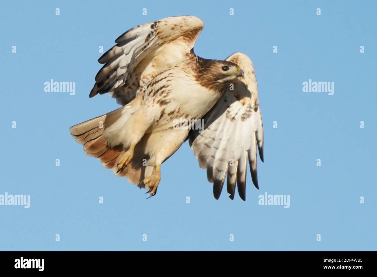 Red Tailed Hawk in the bright winter sun Stock Photo - Alamy