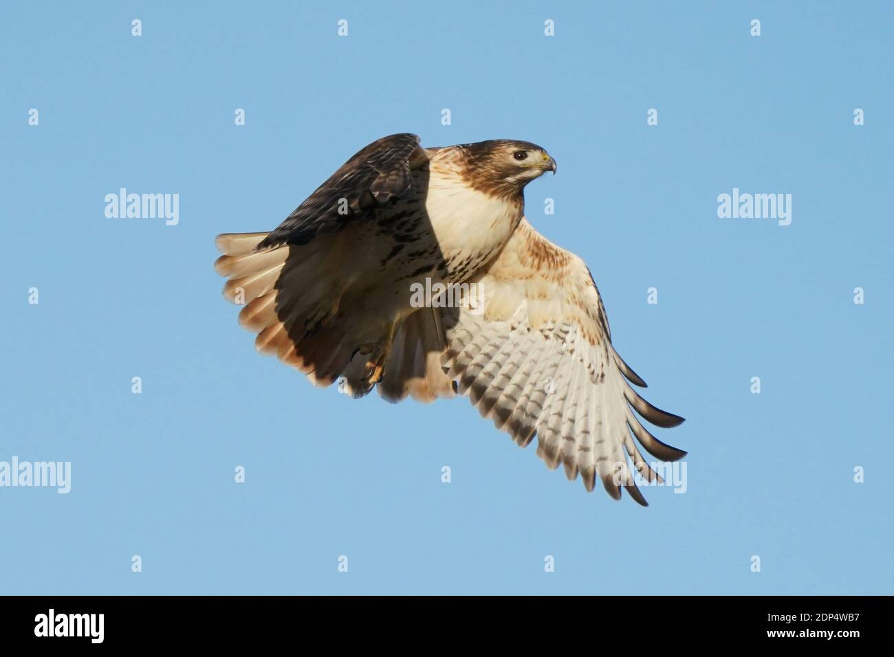 Red Tailed Hawk in the bright winter sun Stock Photo - Alamy