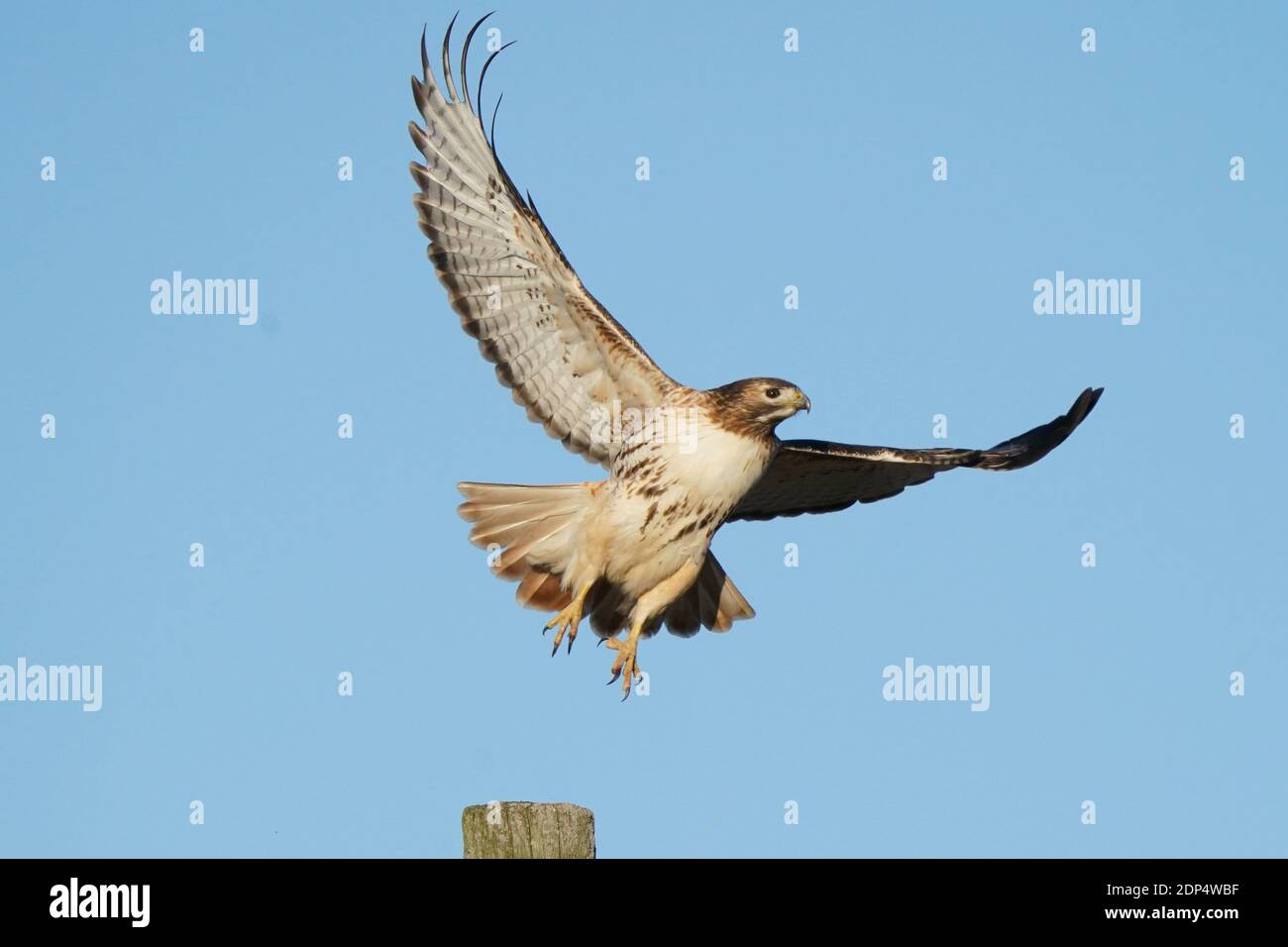 Red Tailed Hawk in the bright winter sun Stock Photo - Alamy