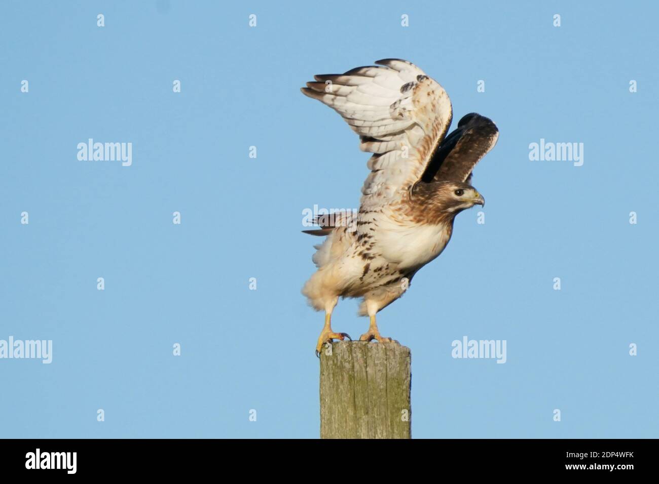Red Tailed Hawk in the bright winter sun Stock Photo - Alamy