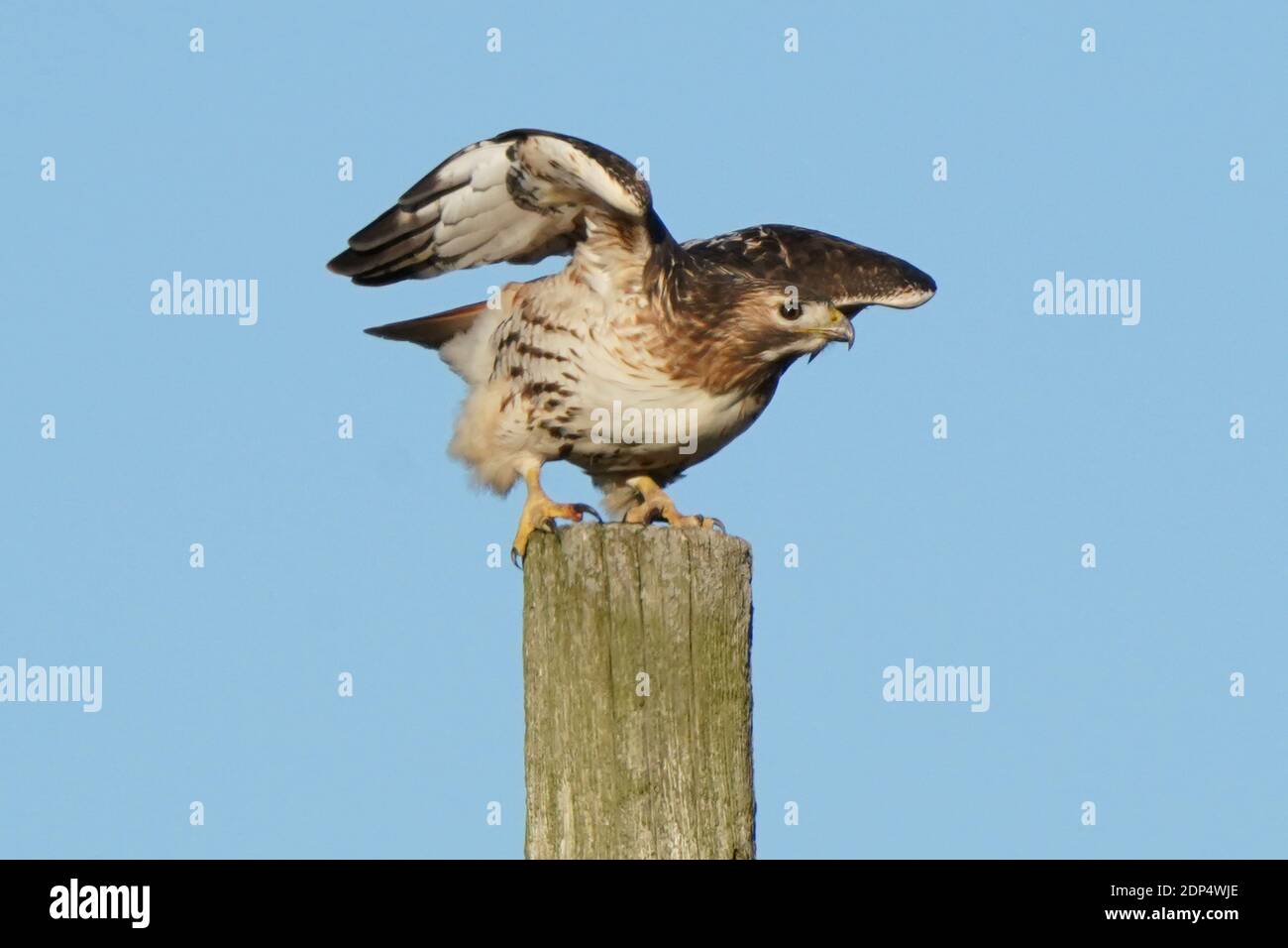 Red Tailed Hawk in the bright winter sun Stock Photo - Alamy