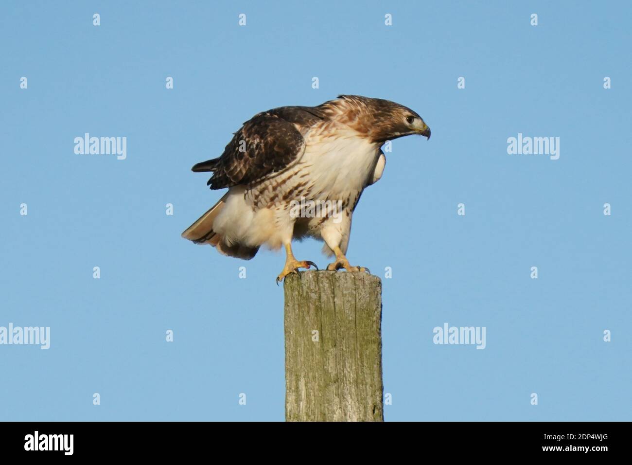 Red Tailed Hawk in the bright winter sun Stock Photo - Alamy