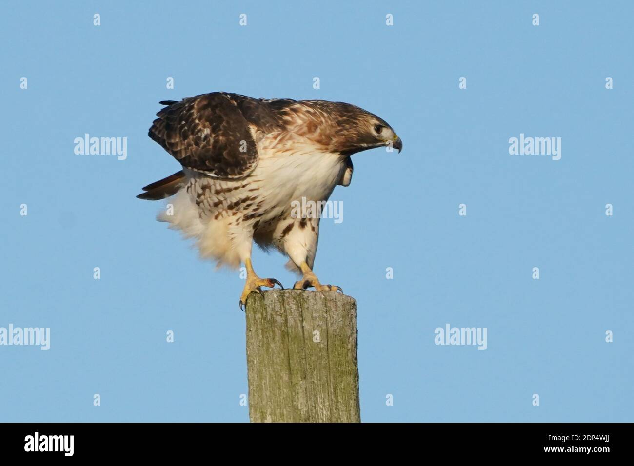 Red Tailed Hawk in the bright winter sun Stock Photo - Alamy