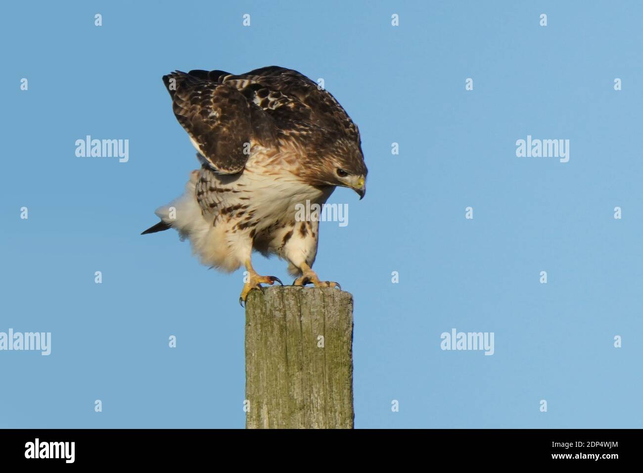 Red Tailed Hawk in the bright winter sun Stock Photo - Alamy