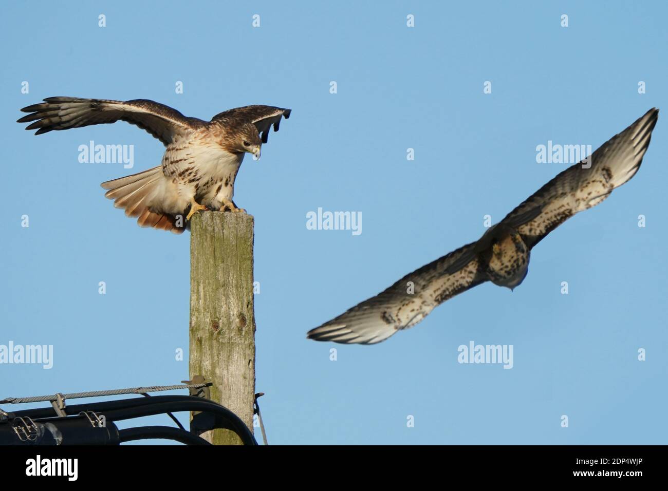 Red Tailed Hawk in the bright winter sun Stock Photo - Alamy