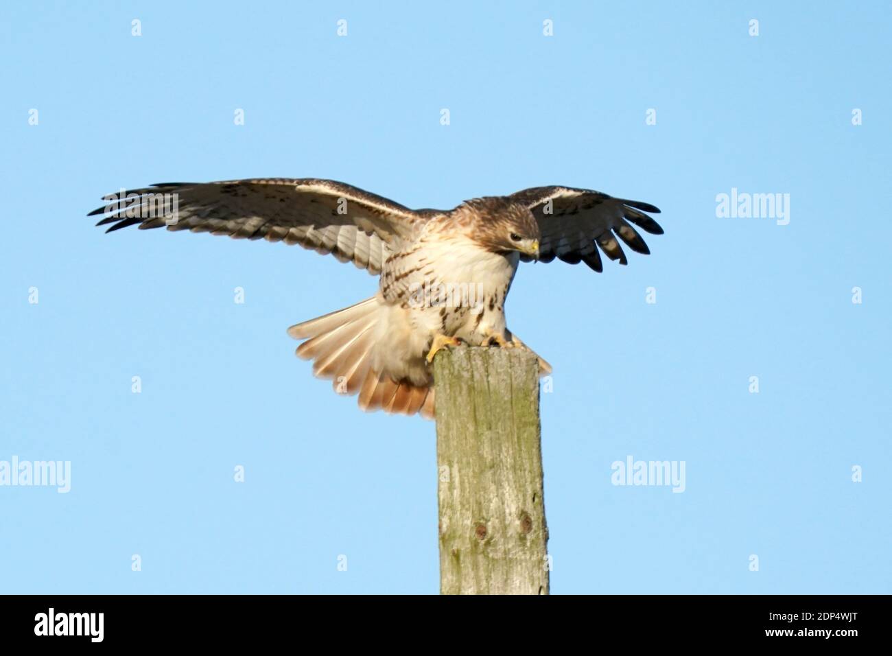 Red Tailed Hawk in the bright winter sun Stock Photo - Alamy