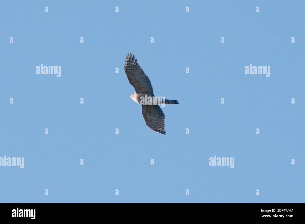 Coopers hawk in flight hi-res stock photography and images - Alamy