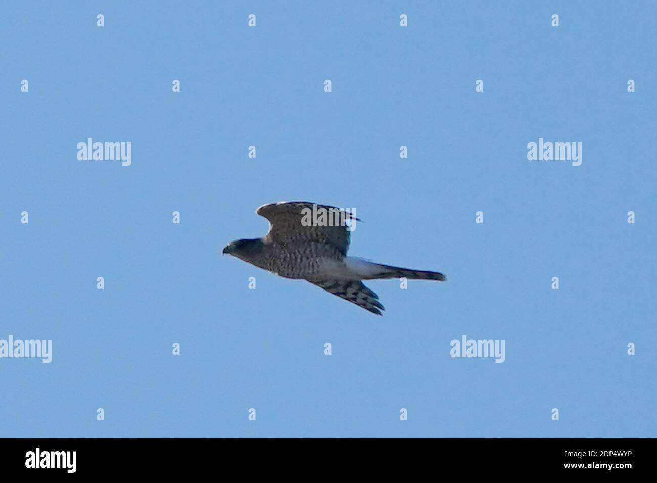 Coopers hawk urban hi-res stock photography and images - Alamy