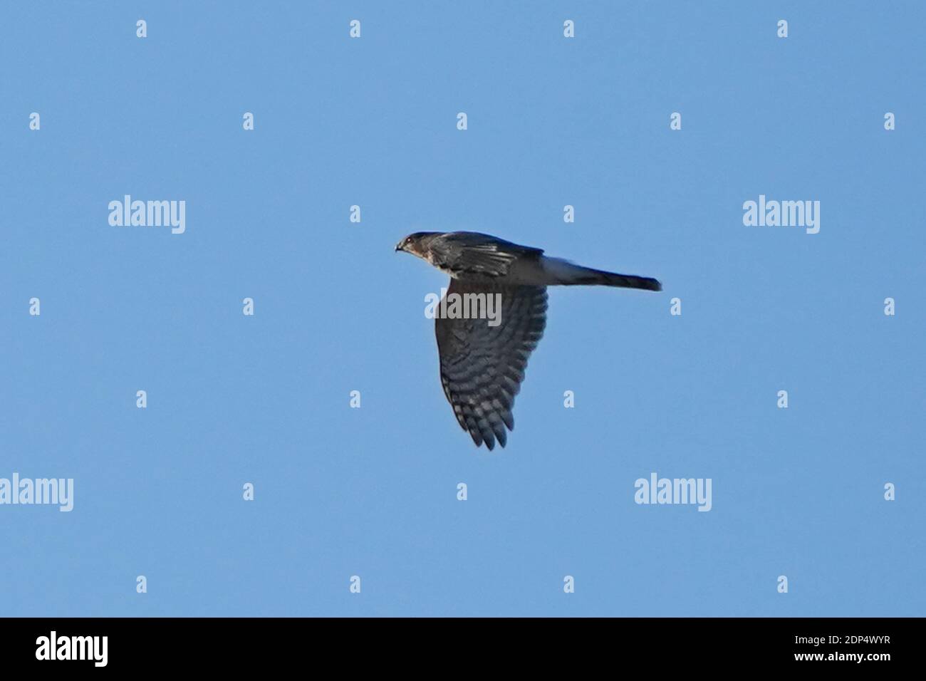 Coopers hawk urban hi-res stock photography and images - Alamy