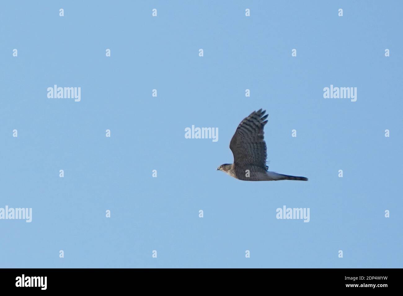 Coopers hawk in flight hi-res stock photography and images - Alamy