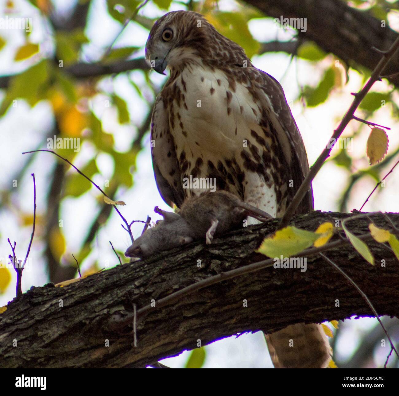 Red Tailed hawk in the wild Stock Photo - Alamy