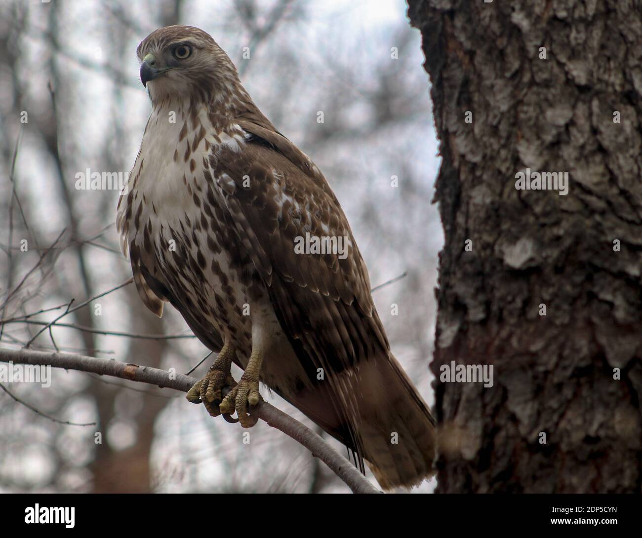 Red Tailed hawk in the wild Stock Photo - Alamy