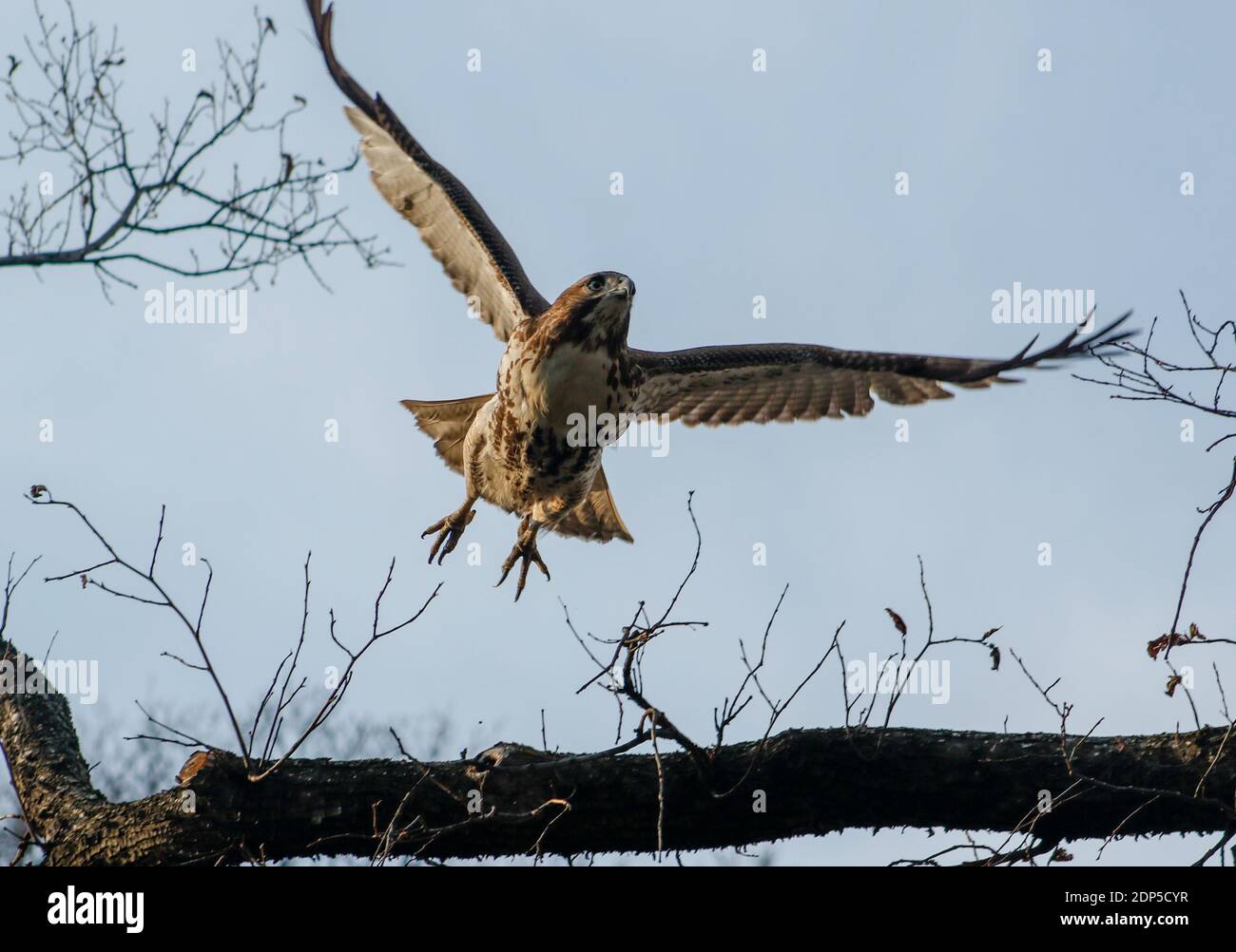 Red Tailed hawk in the wild Stock Photo - Alamy