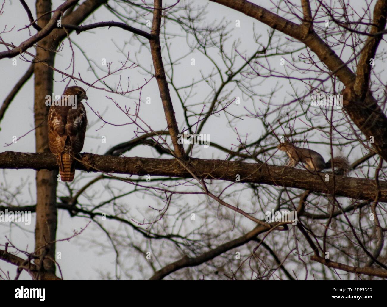 Red Tailed hawk in the wild Stock Photo - Alamy