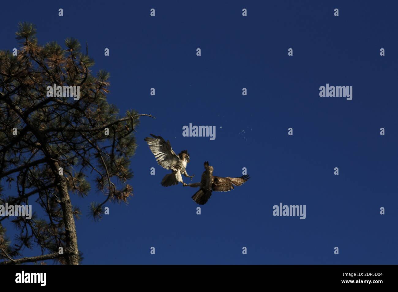 Red Tailed hawk in the wild Stock Photo - Alamy