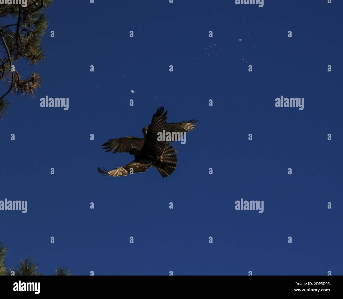 Red Tailed hawk in the wild Stock Photo - Alamy