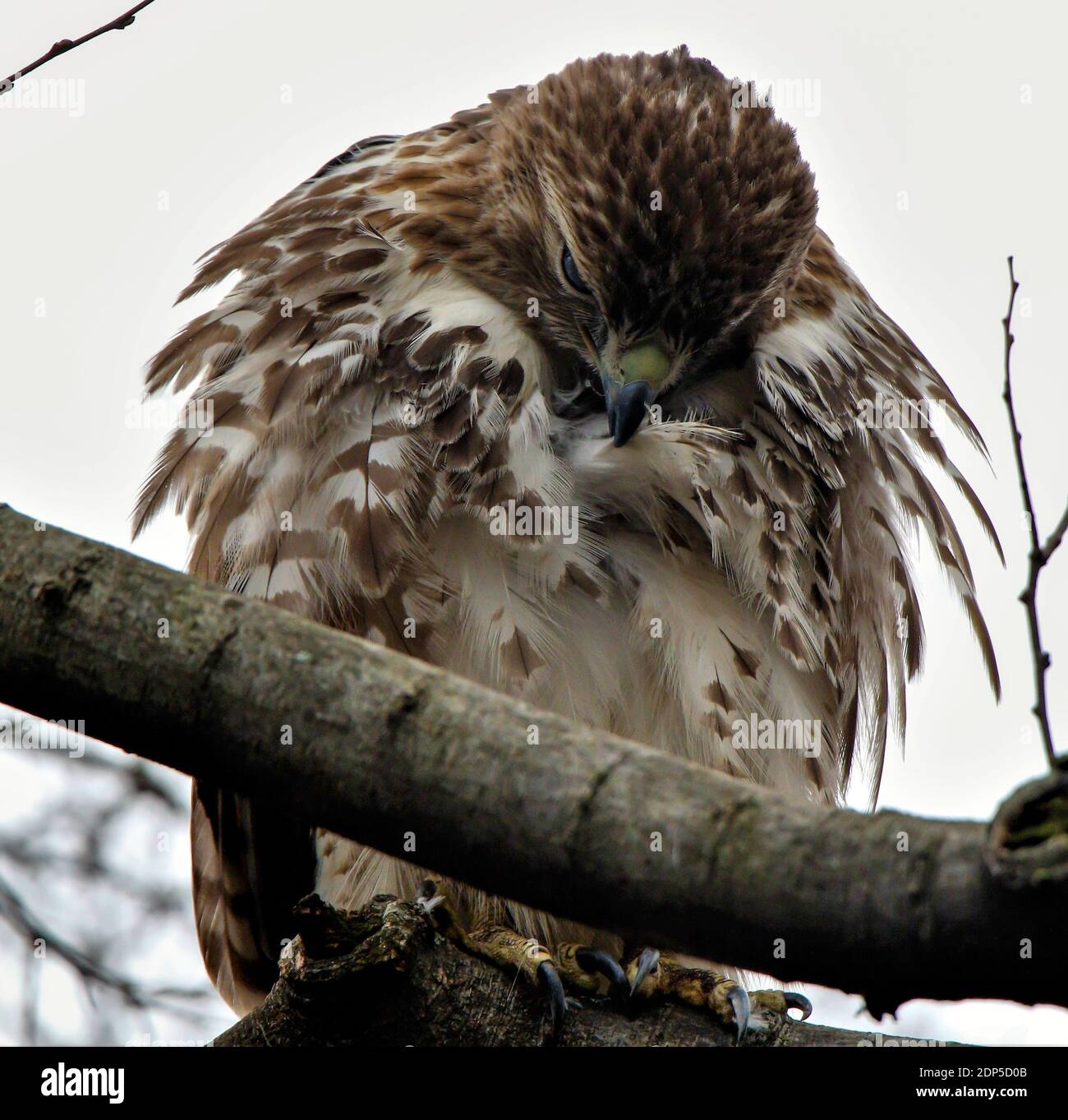 Red Tailed hawk in the wild Stock Photo - Alamy