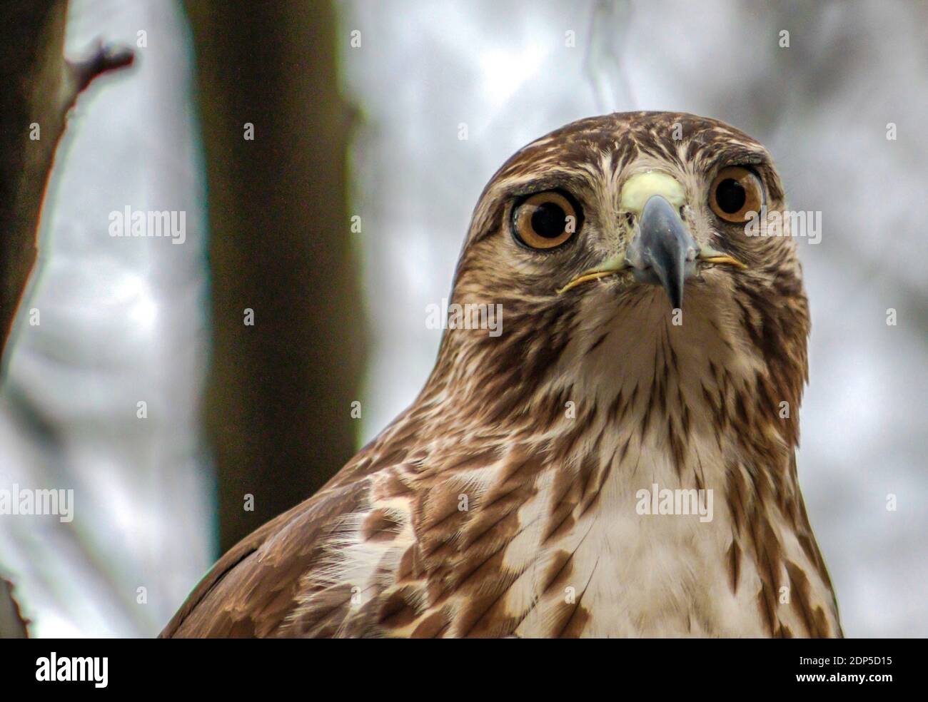 Red Tailed hawk in the wild Stock Photo - Alamy
