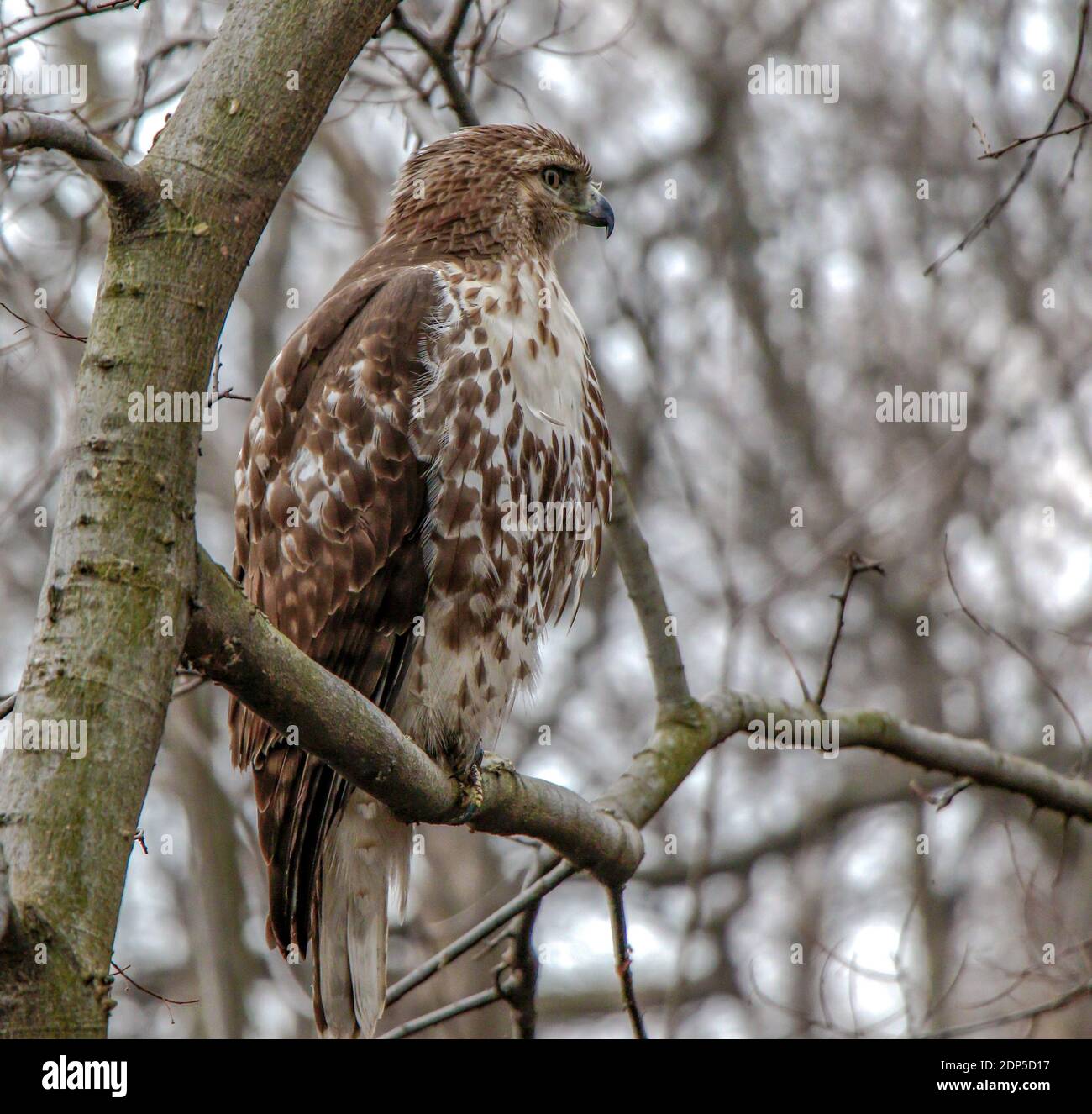 Red Tailed hawk in the wild Stock Photo - Alamy