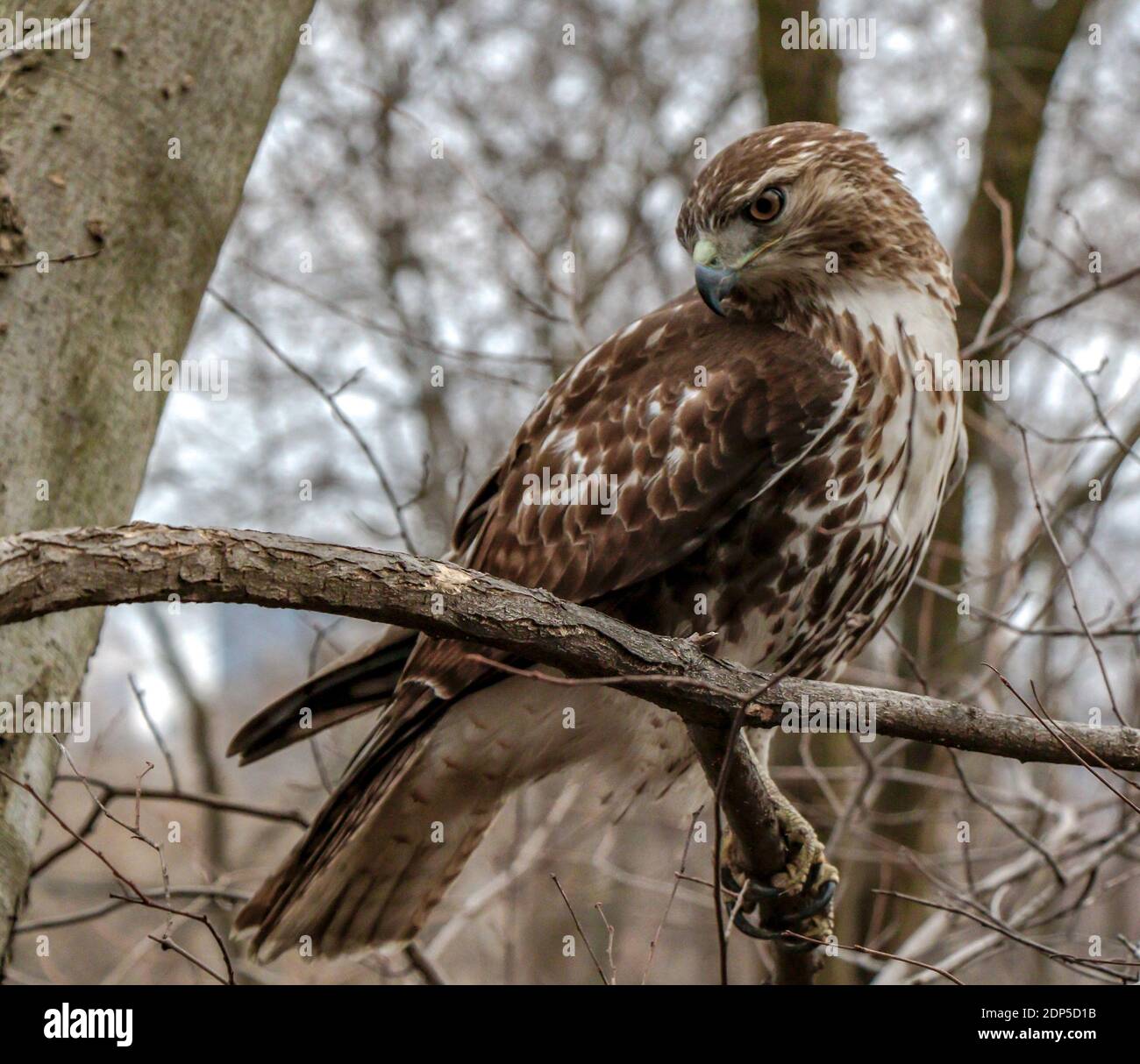 Red Tailed hawk in the wild Stock Photo - Alamy