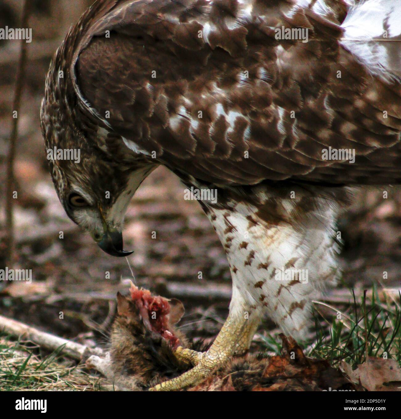 Red Tailed hawk in the wild Stock Photo - Alamy