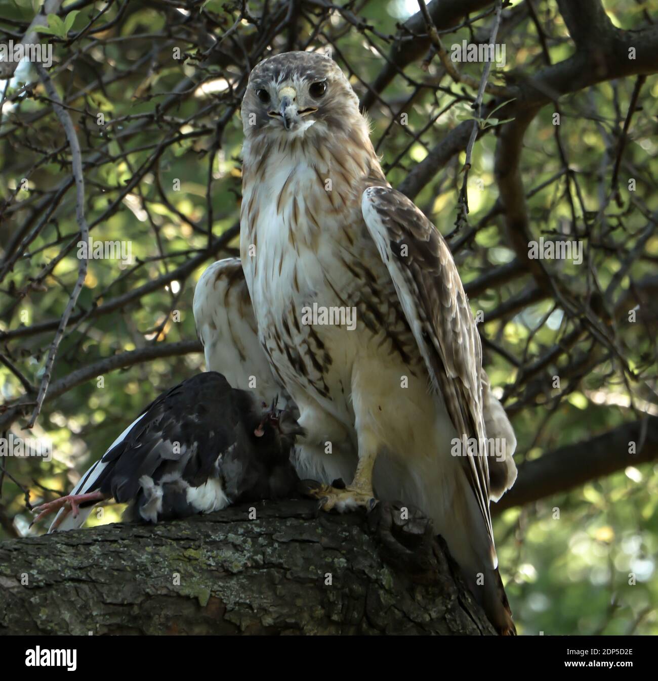 Red Tailed hawk in the wild Stock Photo - Alamy